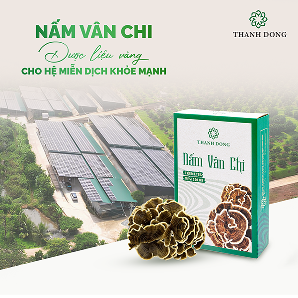 Nấm Vân Chi Thành Đồng